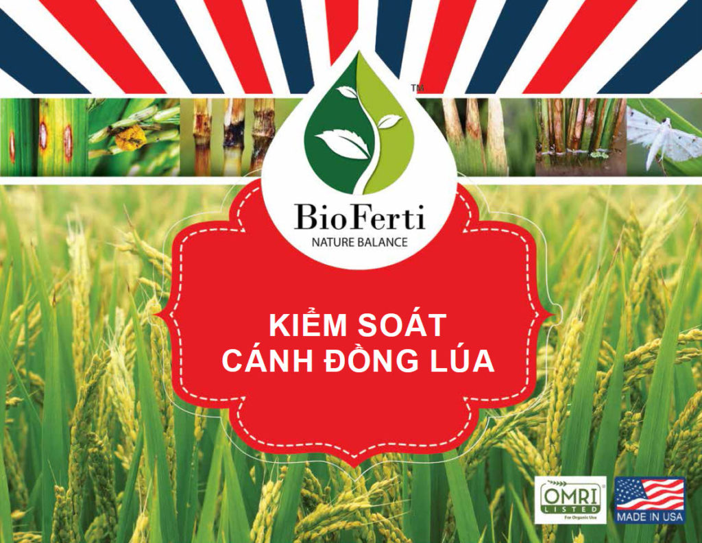 KIỂM SOÁT CÁNH ĐỒNG LÚA – Microbial Biofertilizer